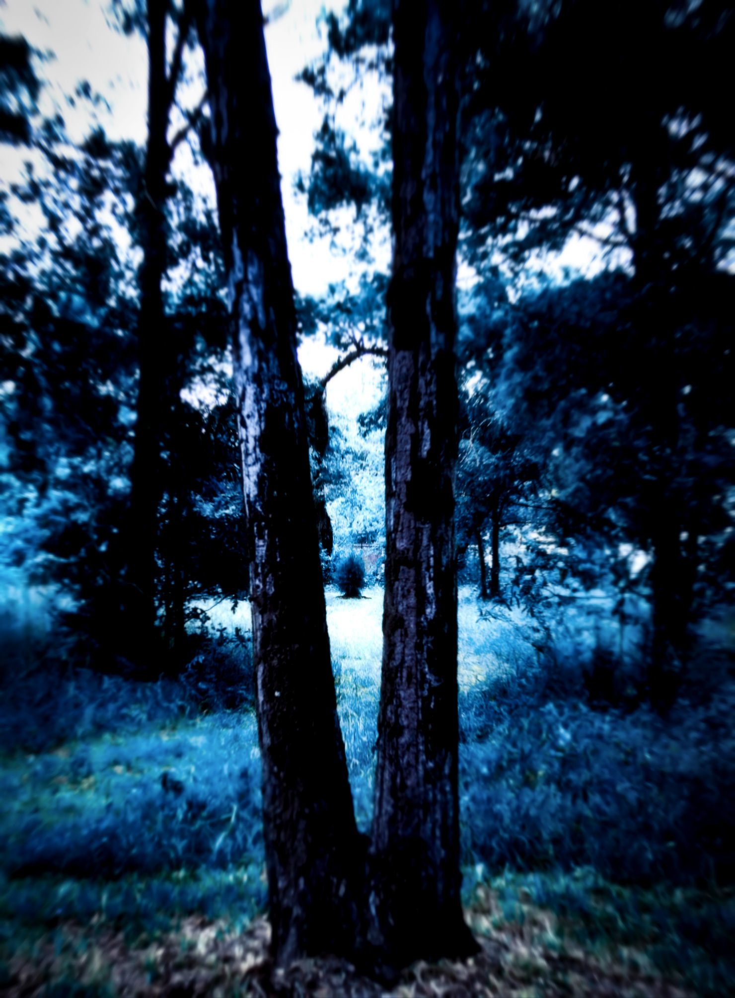 blue trees | mareymercy.